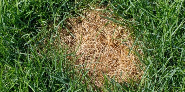 Why Is My Lawn Turning Yellow 5 Possible Causes With Solutions